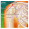 Acromioclavicular (AC) Joint Separation – Jason H. Tam, M.D